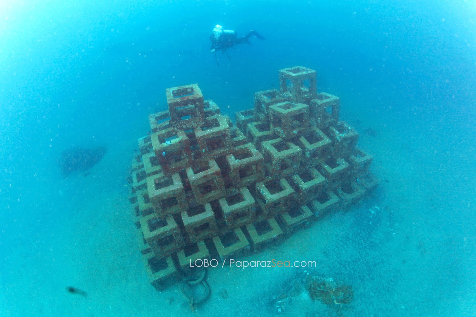 Five Reasons NOT to Dive Lobo Batangas - PaparazSea