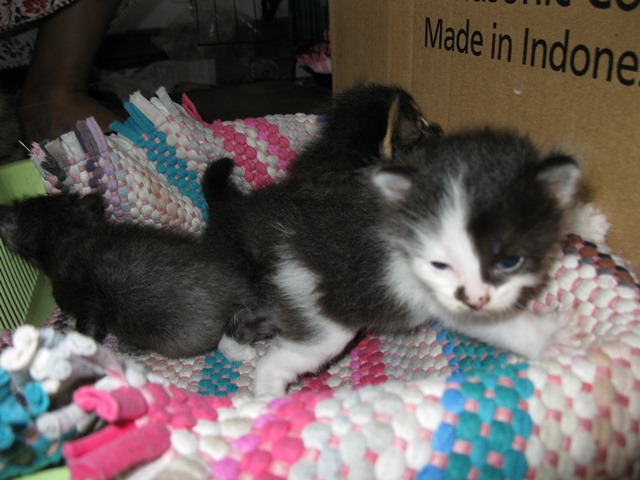 53+ Top Gambar Tahi Kucing Anggora