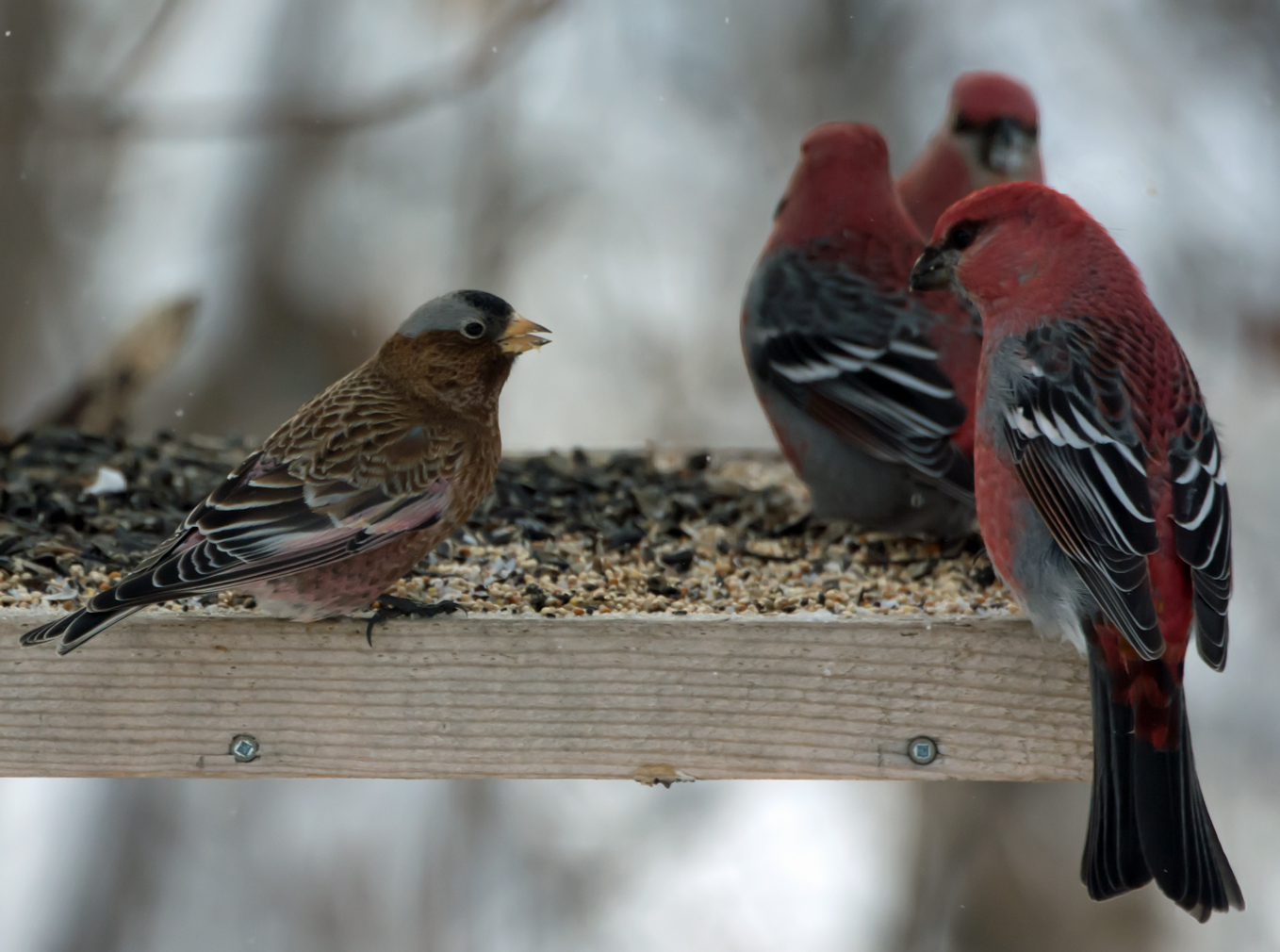 ALONE ON A WINDY RIDGE: Gray-crowned Rosy-Finch receives a rosy welcome