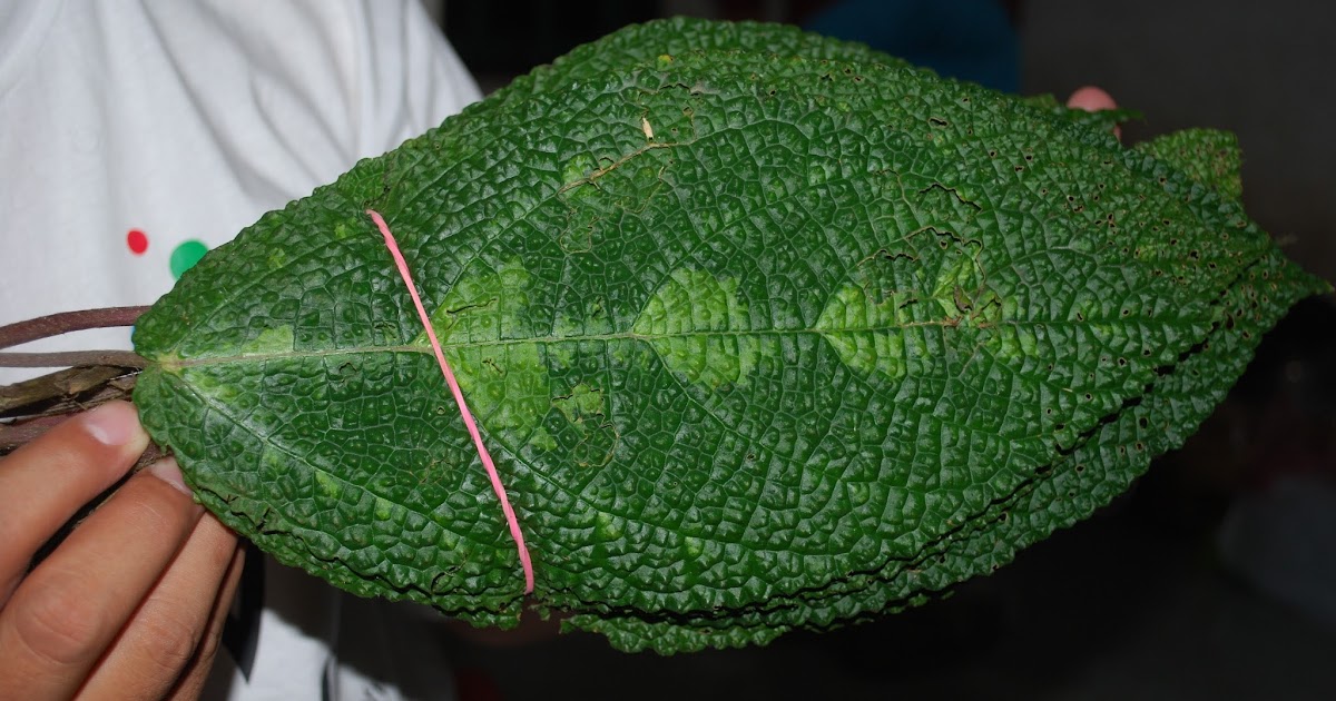 Khasiat Daun Gatal Papua - Beritalingkungan.com | Situs Berita ...