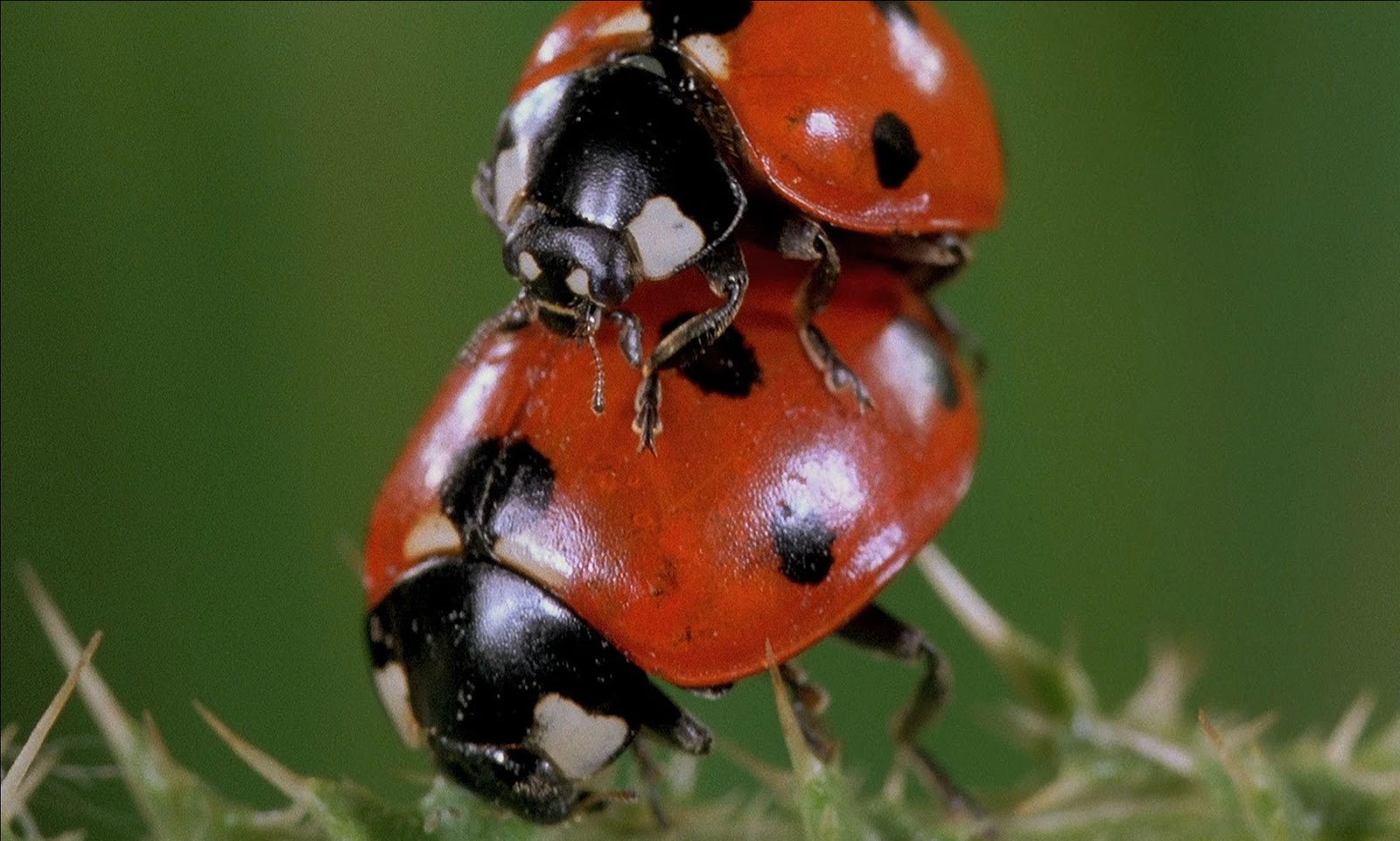 The Beautiful Film Frames: Microcosmos (1996) Blu-Ray Screenshots