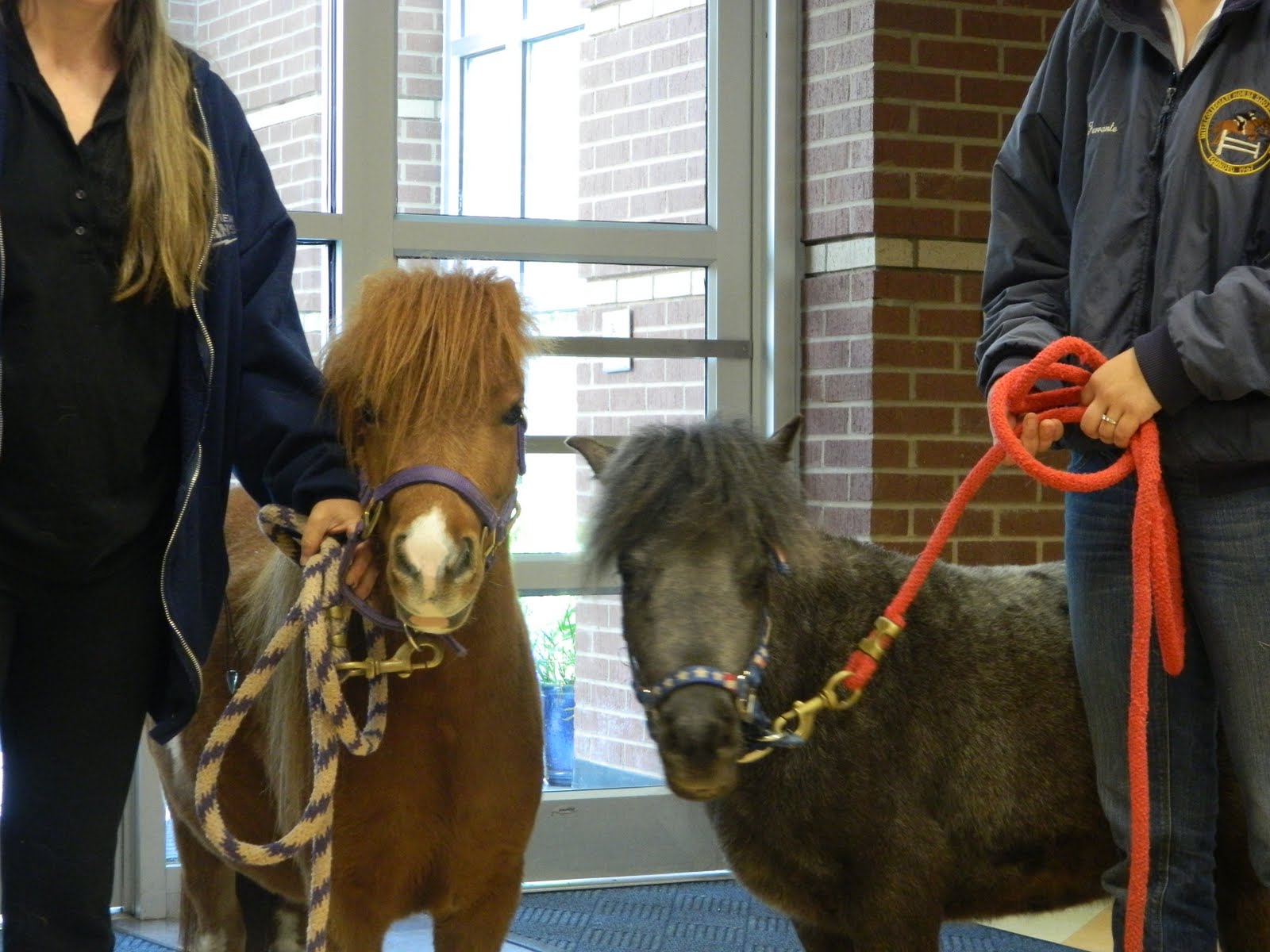 CVES News & Information: Therapy Ponies At Creek View!