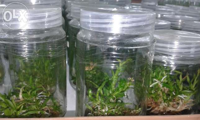 slamet winarko: KULTUR JARINGAN TANAMAN KRISAN