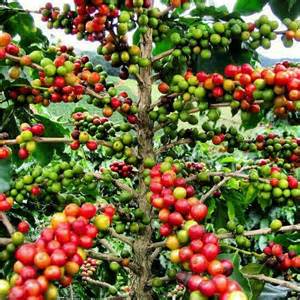 KAPE Iligan: Coffee production in the Philippines