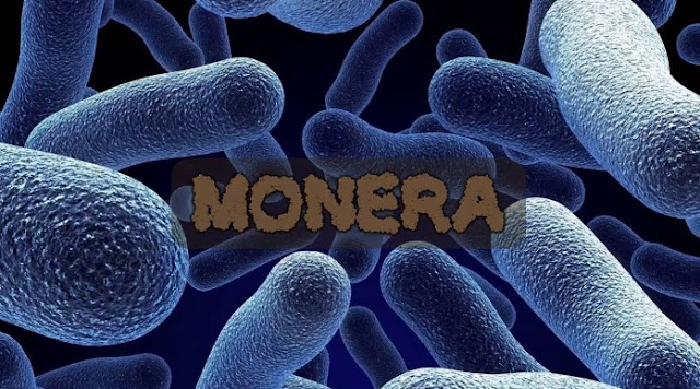 Pengertian, Sejarah, Klasifikasi, Struktur dan Reproduksi Kingdom Monera