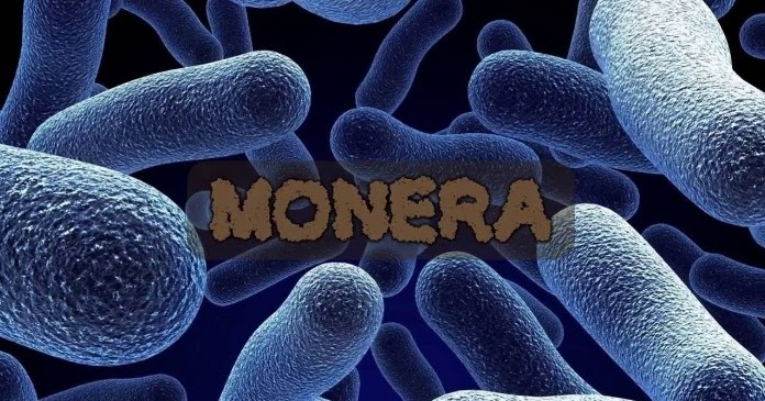 Pengertian, Sejarah, Klasifikasi, Struktur dan Reproduksi Kingdom Monera