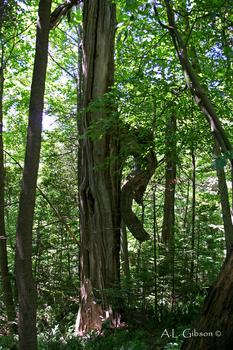 The Buckeye Botanist: Exploring South Manitou Island Part I