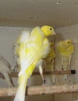 LOS CANARIOS DE POSTURA: Canarios Rizados (2)