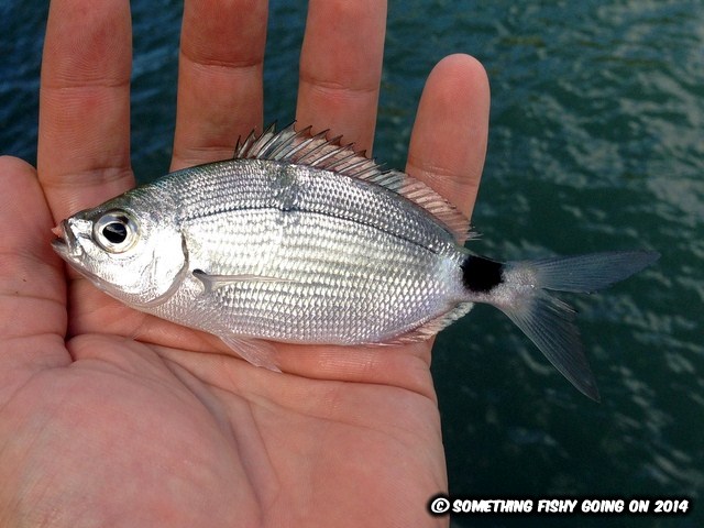 Something Fishy Going On: Species hunting adventures on Menorca : Part 1.