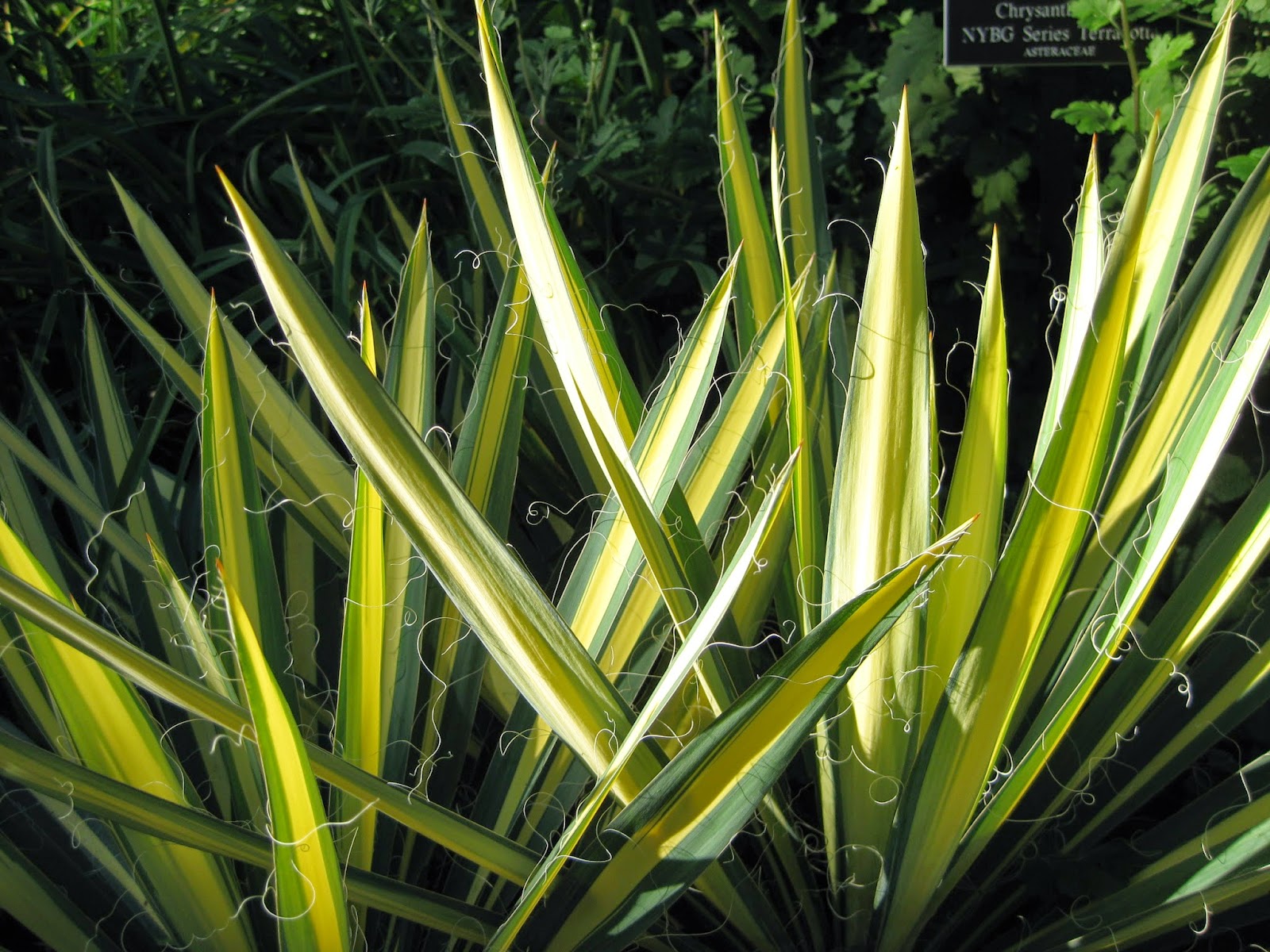 Yucca For Form & Color - Rotary Botanical Gardens