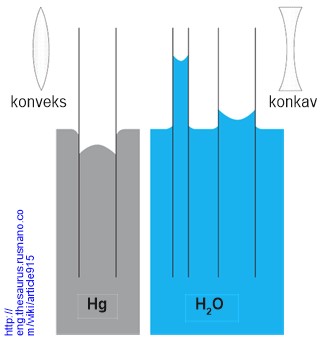 Prof. Dr. Bilsen Beşergil: Kapiler Kuvvet (capillary force)