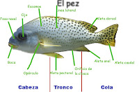 el blog de curro: Partes del pez