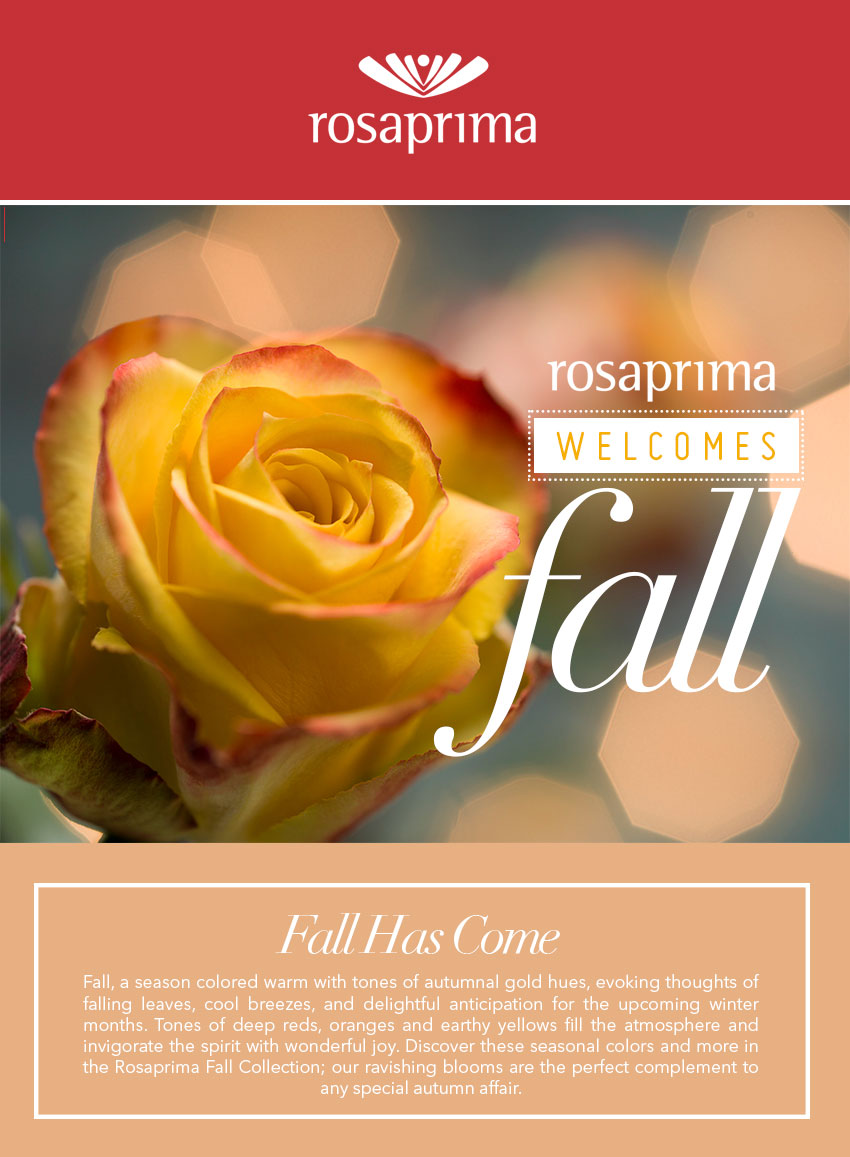 Fall Email Design - ROSAPRIMA | Lisa Warhol