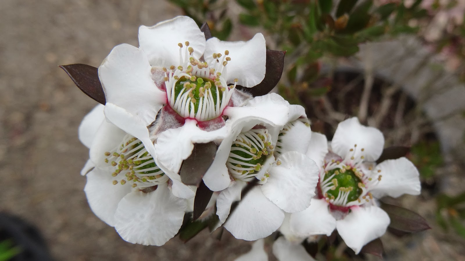 MAP: MELBOURNE STREET TREES 54 - SHINY TEA-TREE