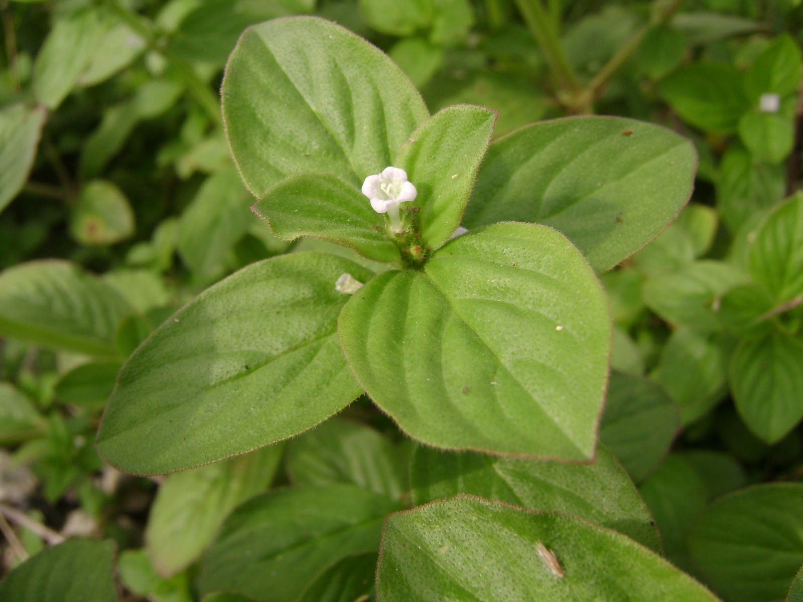 TENGOKU NO SHIZEN : Zassou - Weeds