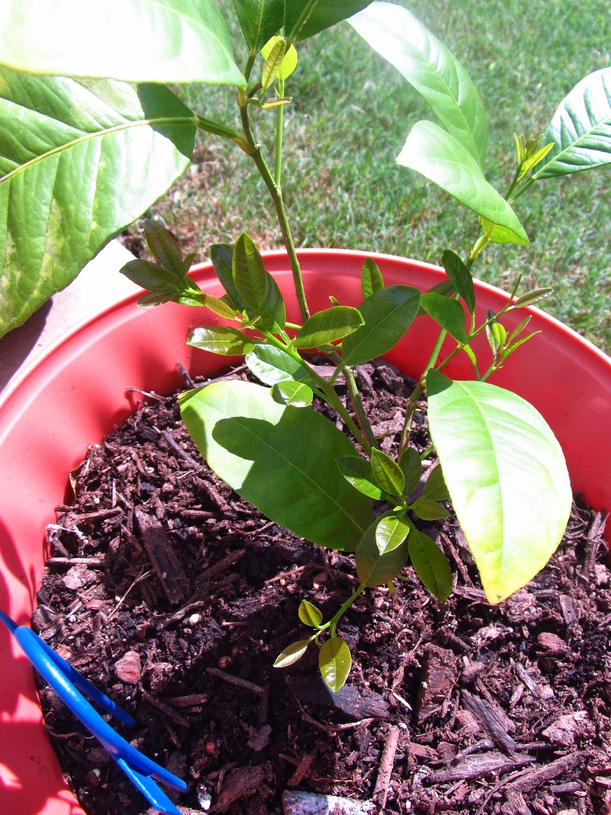 Bobbins of Basil: Saving baby orange tree