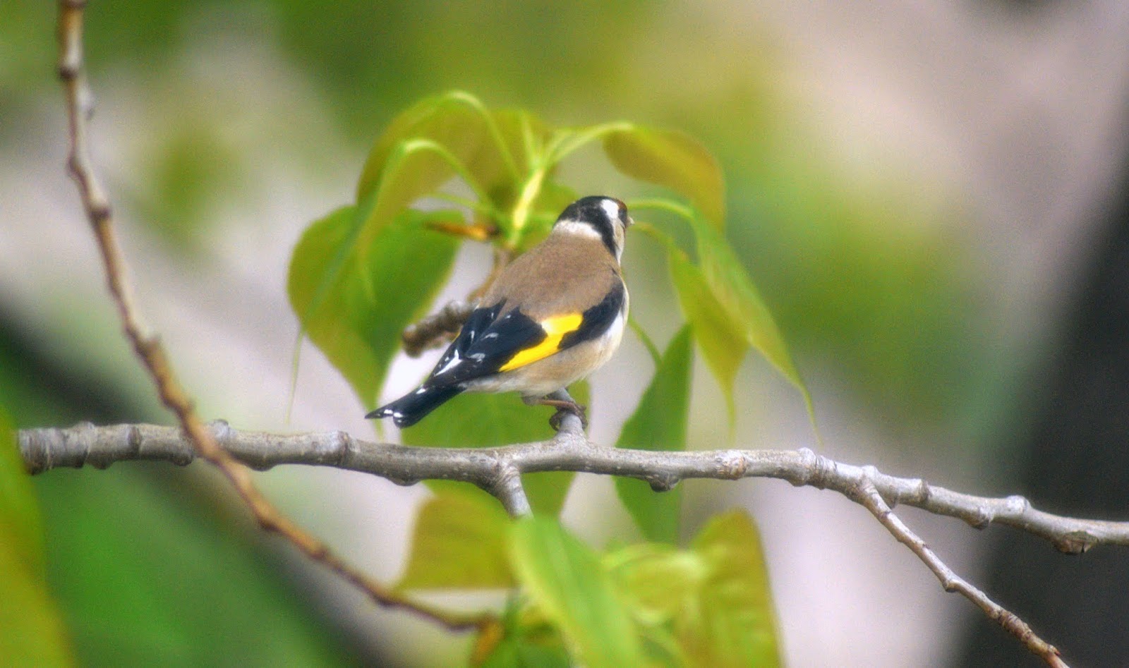 Frumusetile naturii: Sticletele (Carduelis carduelis)
