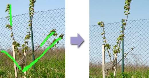 Jak jsme tedy stříhali stromky a keře II. | Vysněná zahrada