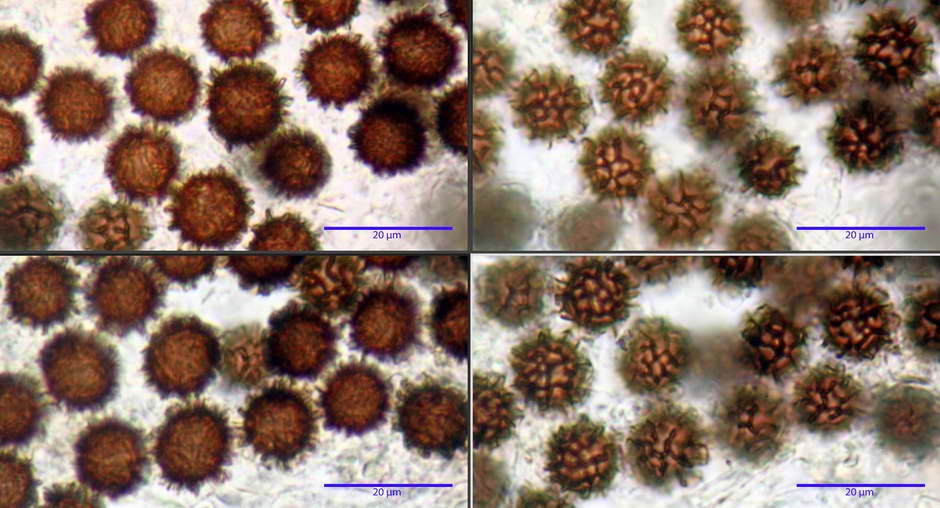 Funghi Teramani: Scleroderma bovista Fr.