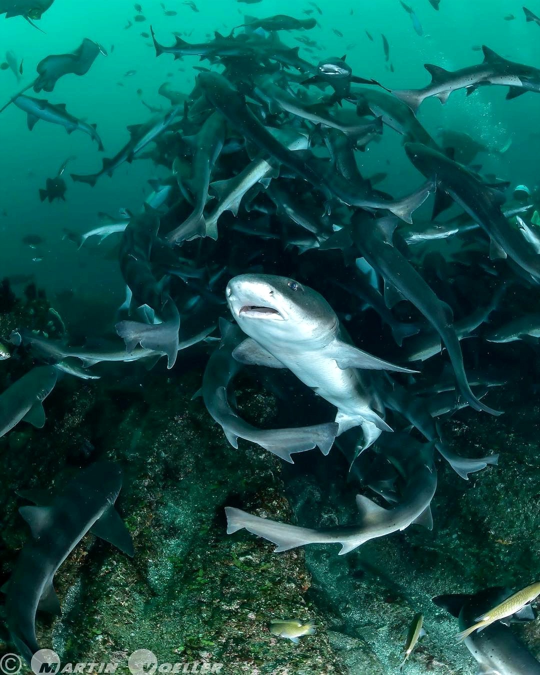 The Best Shark Dive in the World!: SHARKNADO SHARKDIVING in Japan!