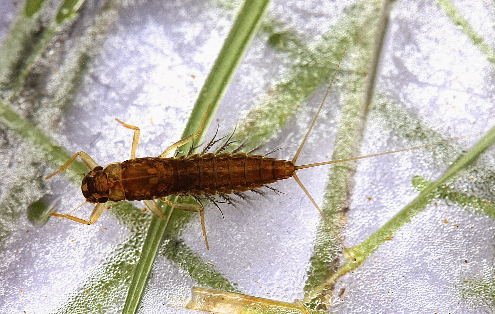 Aquatic Insects of Central Virginia: EPT Species List of Central ...