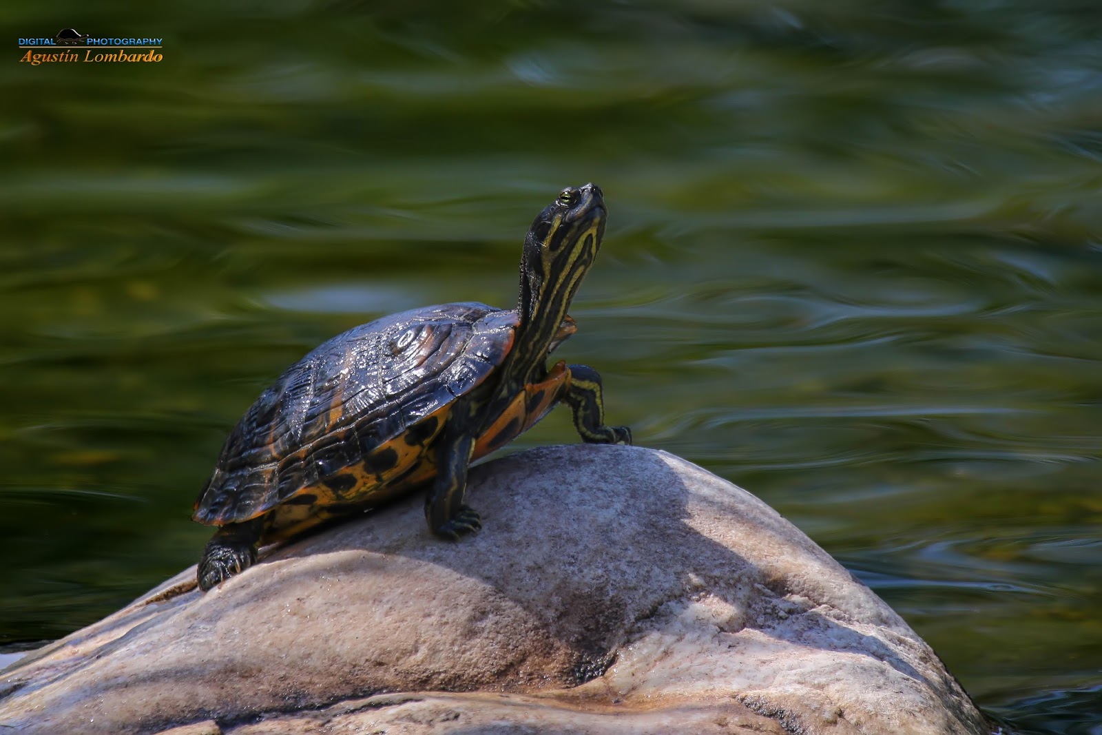 Galápago de Florida (Trachemys scripta elegans)