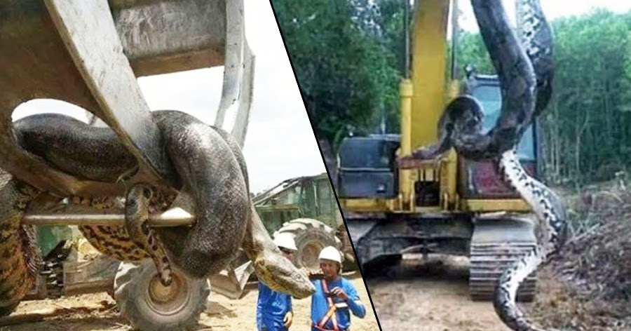 Pirates of the Internet Valley: Finally a 30 -foot snake found!!! Guess ...