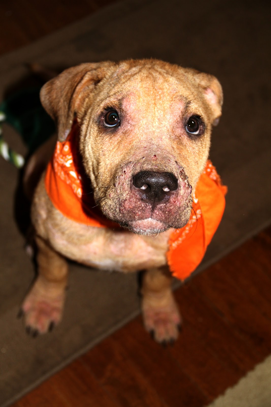 A Chipper Chip and a Winner! – This Old House 2