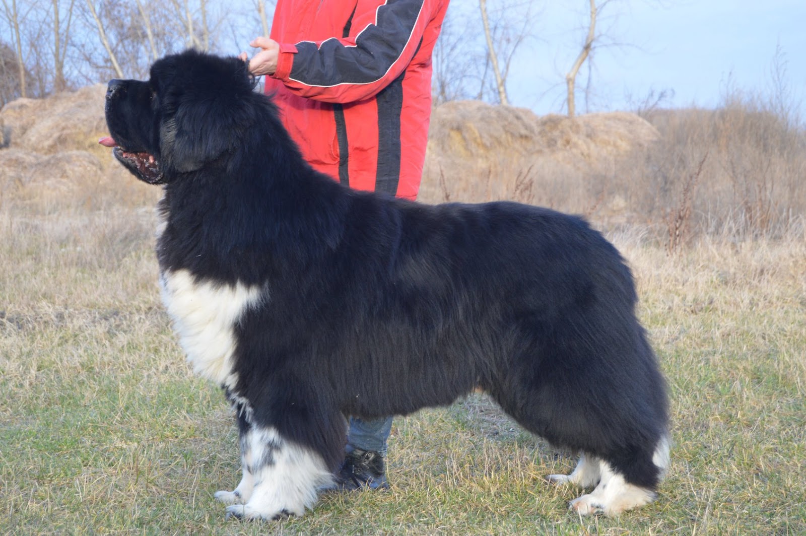Meet The Karazans: The Irish Spotted Newfoundland: The "M" Word, Again