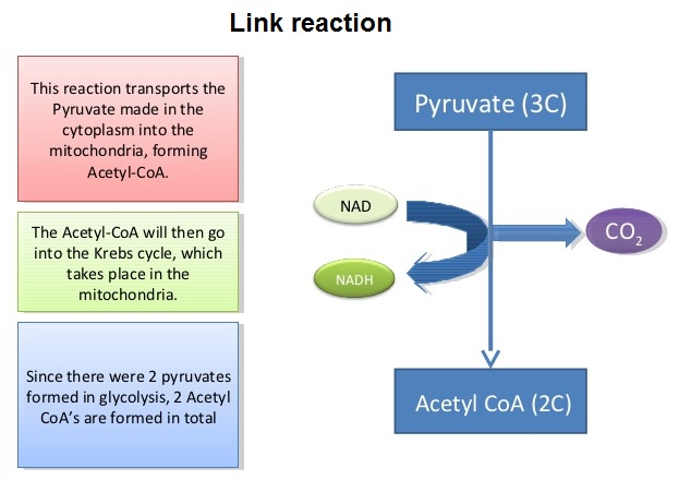 #88 Aerobic respiration, Link reaction | Biology Notes for A level