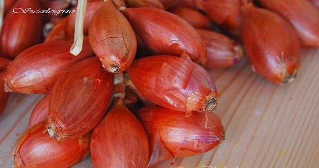 IL LABORATORIO DI MARINA: ΤΟ ΣΚΑΛΌΝΙΟ ή ΕΣΑΛΟΤ // LO SCALOGNO