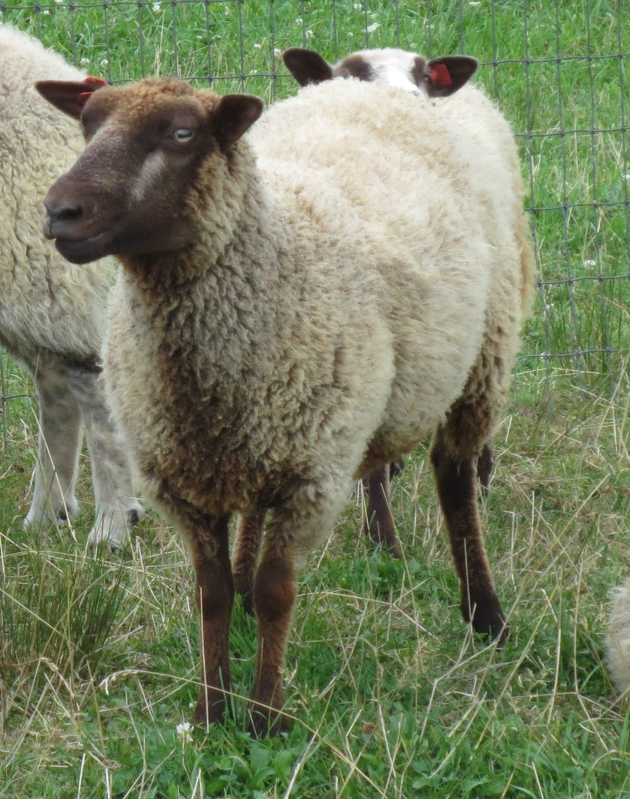 Whispering Pines Farm Registered Shetland Sheep: Gradient yarn from ...