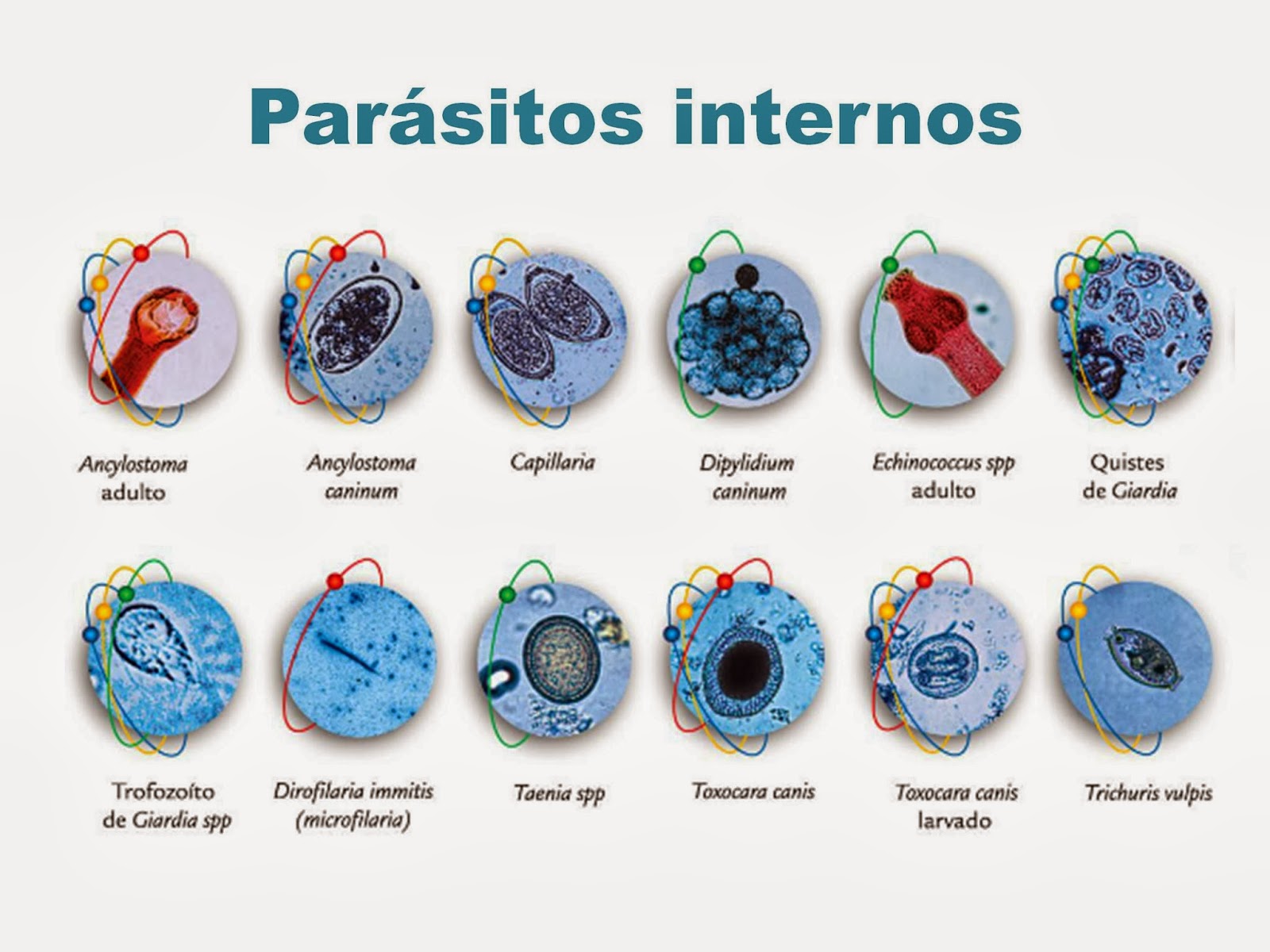 VETZOO clinica veterinaria: DESPARASITACION