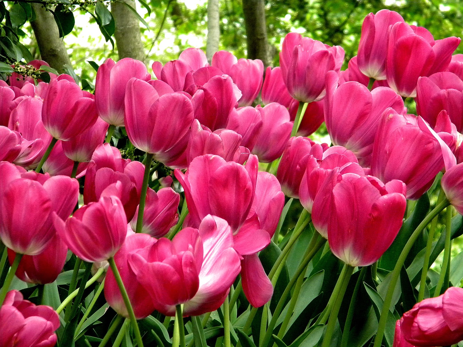 Spring Flowers Central Park Clip Art Public Domain Clip Art Photos and ...