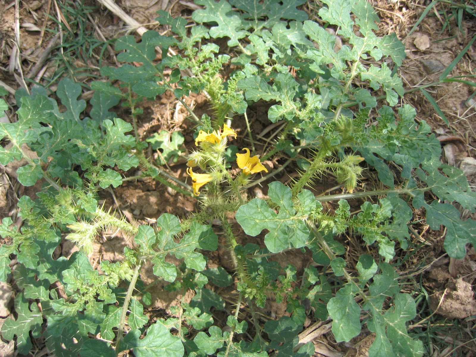 Das plantas e das pessoas: Solanum rostratum Dunal (Solanaceae ...