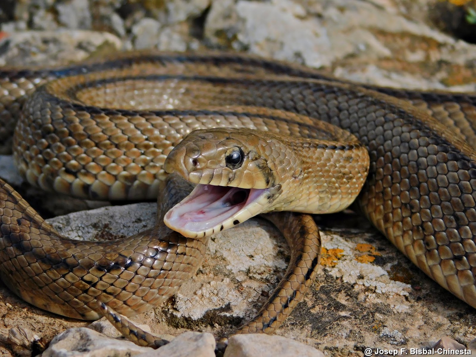 tribu Valiente Seleccione culebra de escalera elaphe scalaris Fecha ...