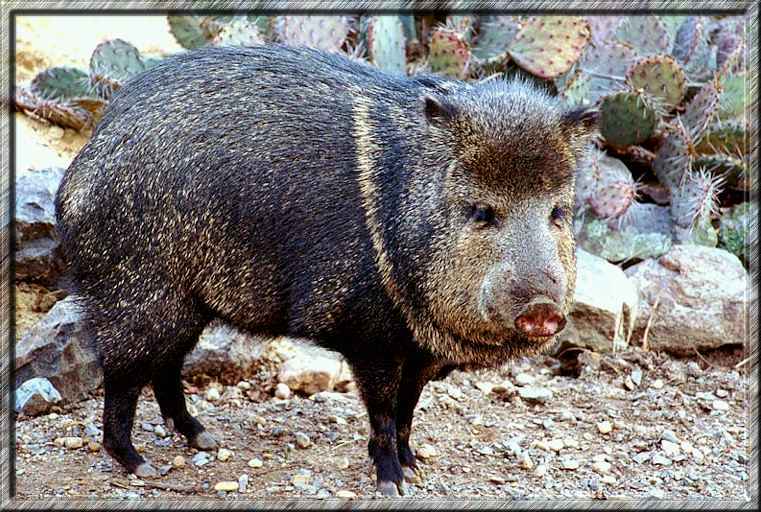 LA NUEVA CARAVANA: NO ES CHANCHITO EH, SE LLAMA PECARI