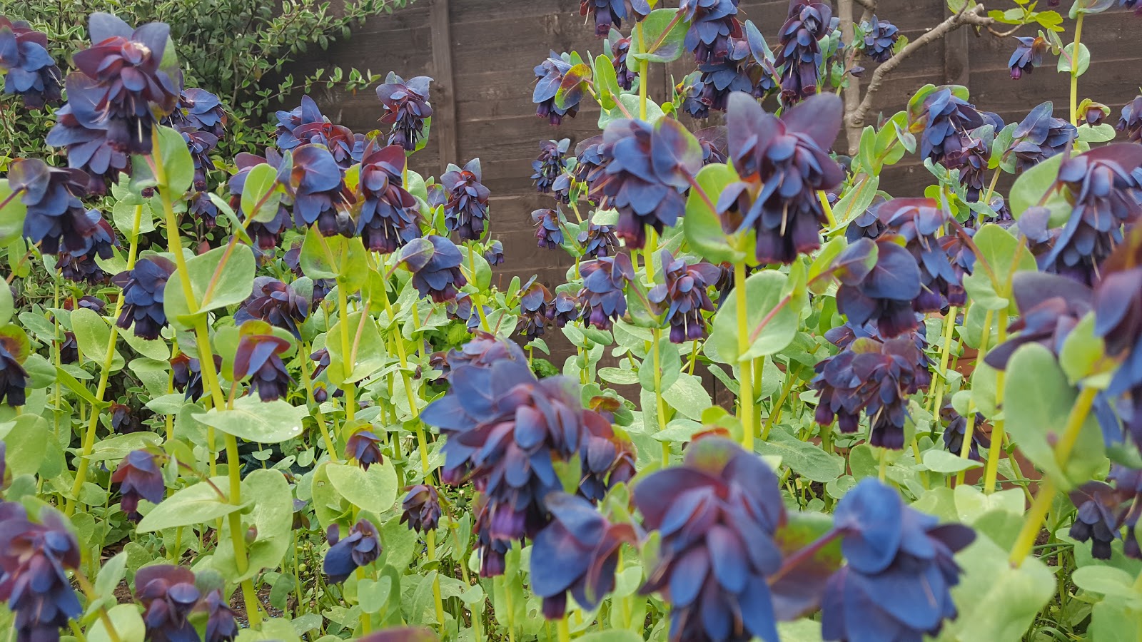 HOW TO GROW CERINTHE MAJOR PURPURASCENS |The Garden of Eaden