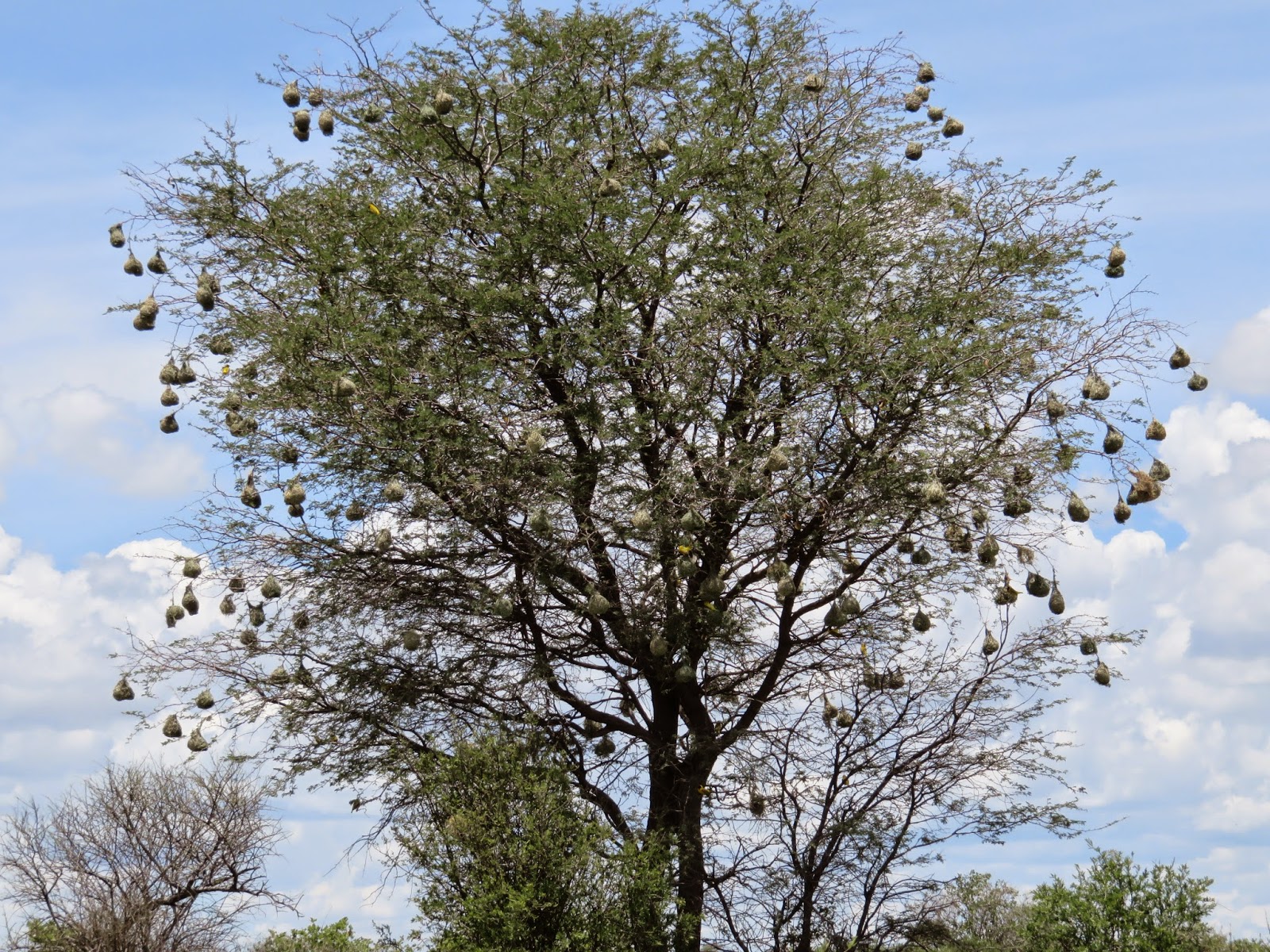 MUDDY HYENA: Christmas in the Kalahari