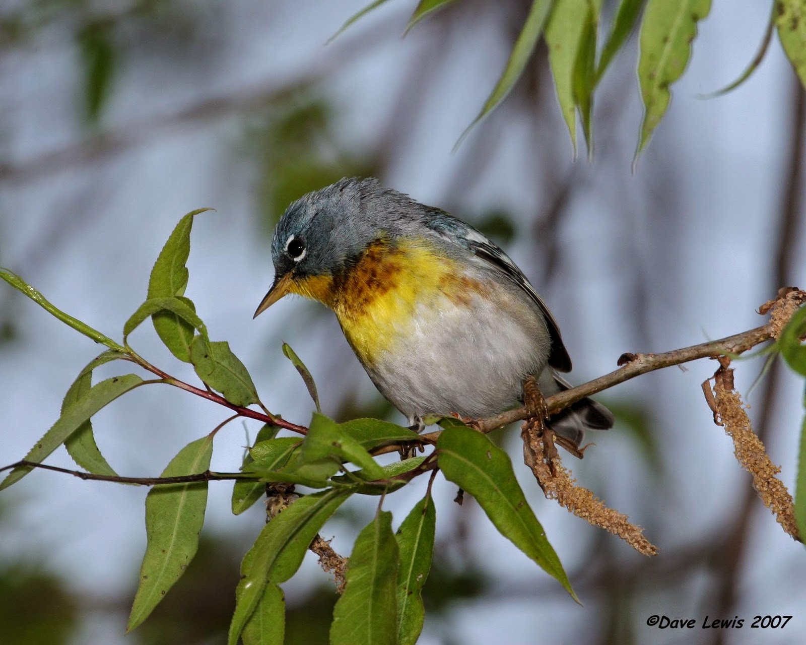 Birds from Behind : 10 Years of Magee Madness!