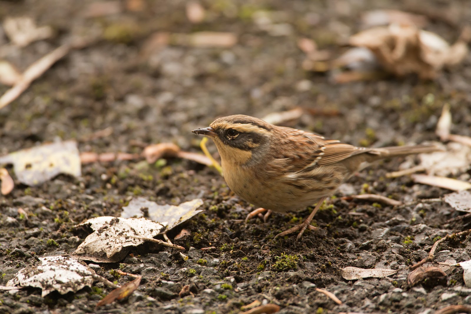 Archie's Peaky Birders Blog: MEGA ALERT: The SIBERIAN ACCENTOR in East ...