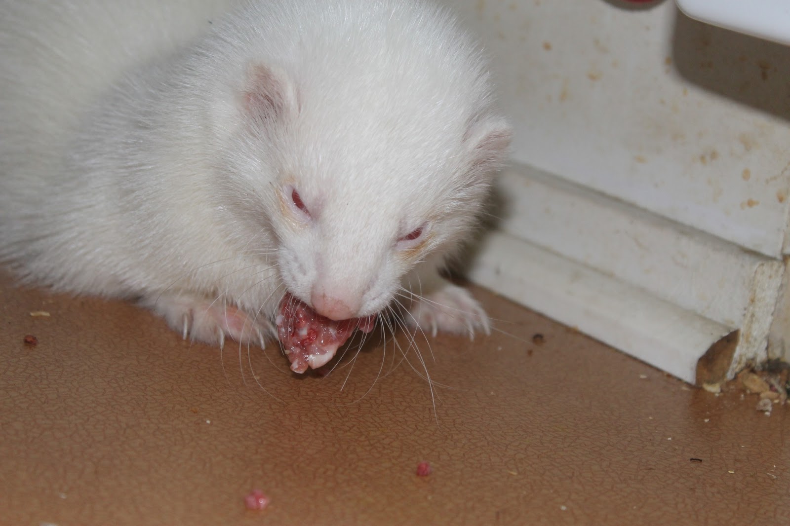 Mitä fretin ruokalautanen sisältää | Taskuvarkaani frettiblogi