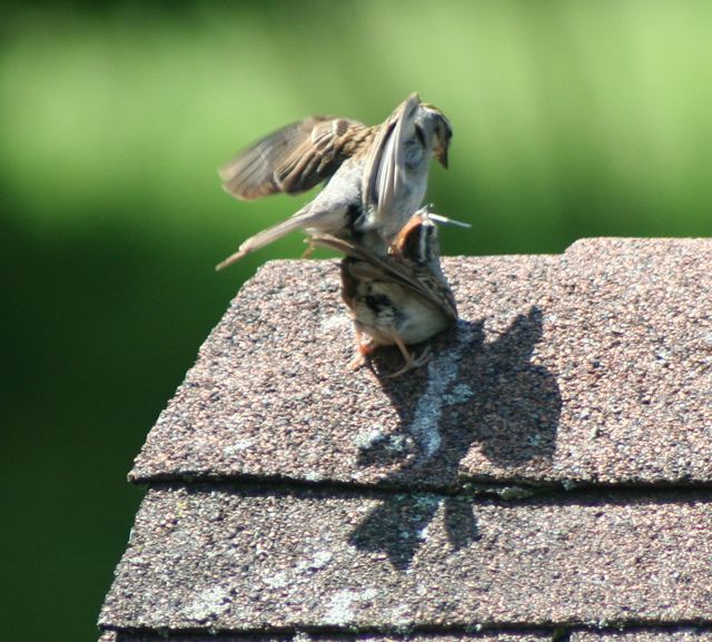 Reflections from Crumbly Acres: Bird butts –how many have you photographed?