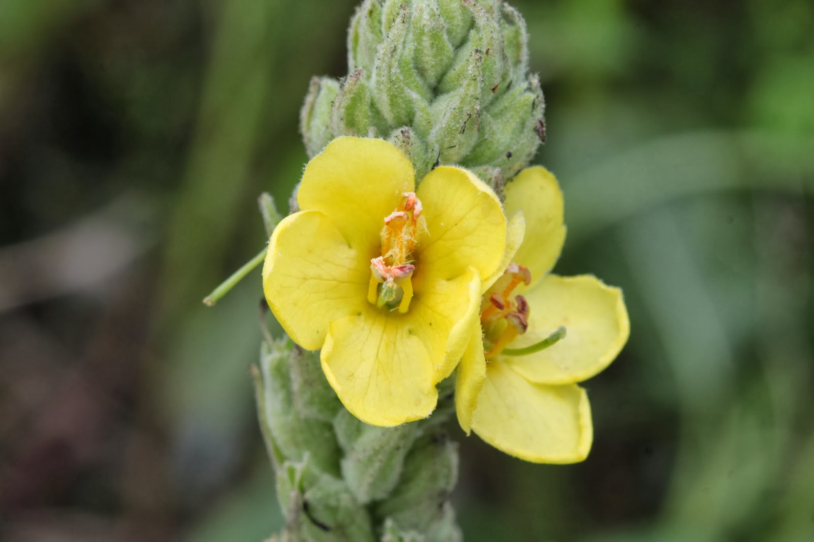 VERBASCUM THAPSUS. gordolobo.