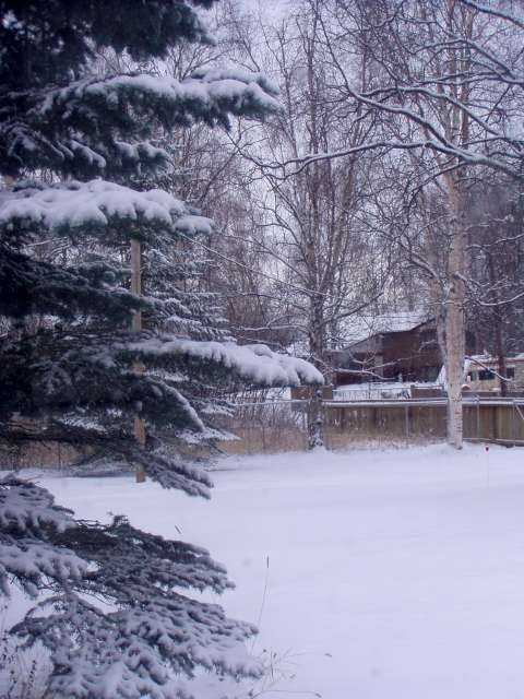 Sunhusky's Alaska: First Serious Snowfall