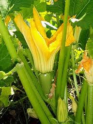 Greek Aquaponics Ενυδρειοπονία: ΦΥΤΑ