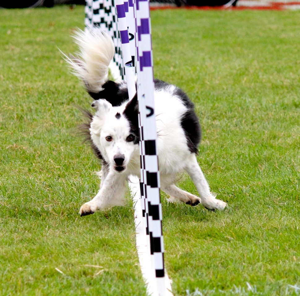 To Dog With Love: Watch the Purina Incredible Dog Challenge Finals on ...