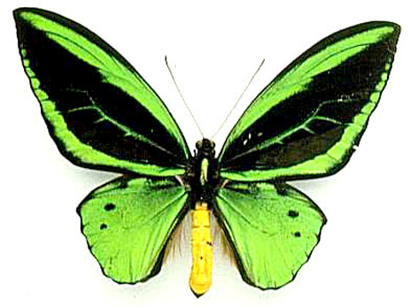 Simplicity: Cei mai frumosi fluturi