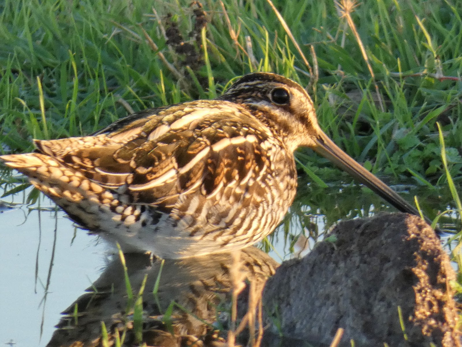Geotripper's California Birds: It's a Snipe Hunt! I Found Mine at the ...