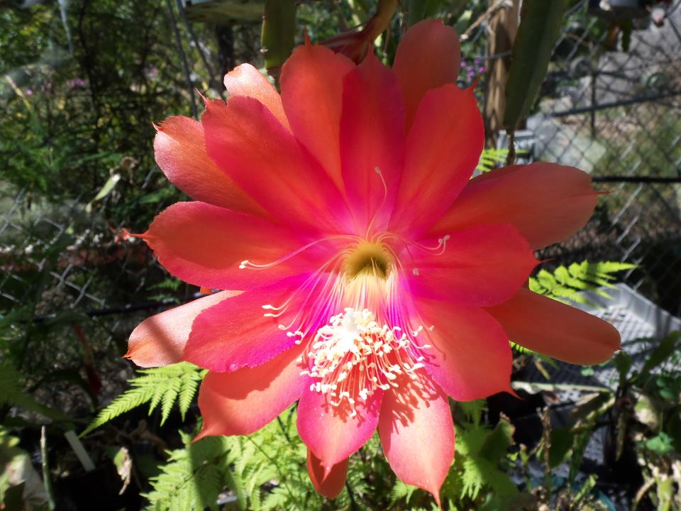 The Epiphyllum Garden: February 2013